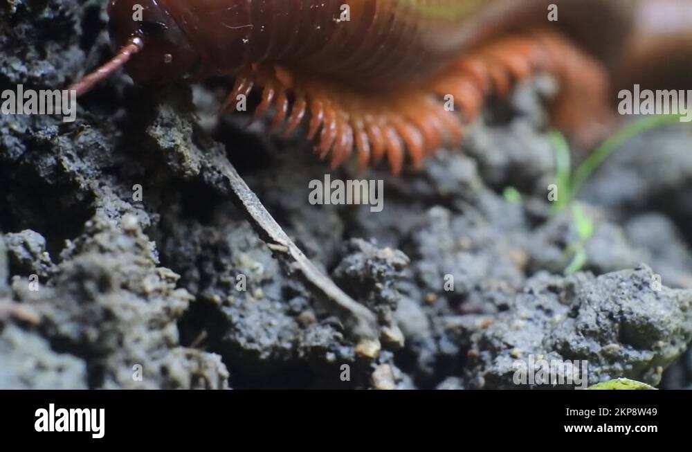 Spirostreptus leg details. Trigoniulus corallinus or kluwing (animals ...