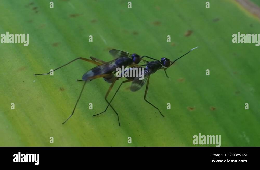 fruit flies are mating on the leaves, insect mating process Stock Video ...