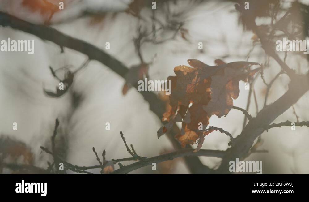Natural oak quercus wood texture Stock Videos & Footage - HD and 4K ...