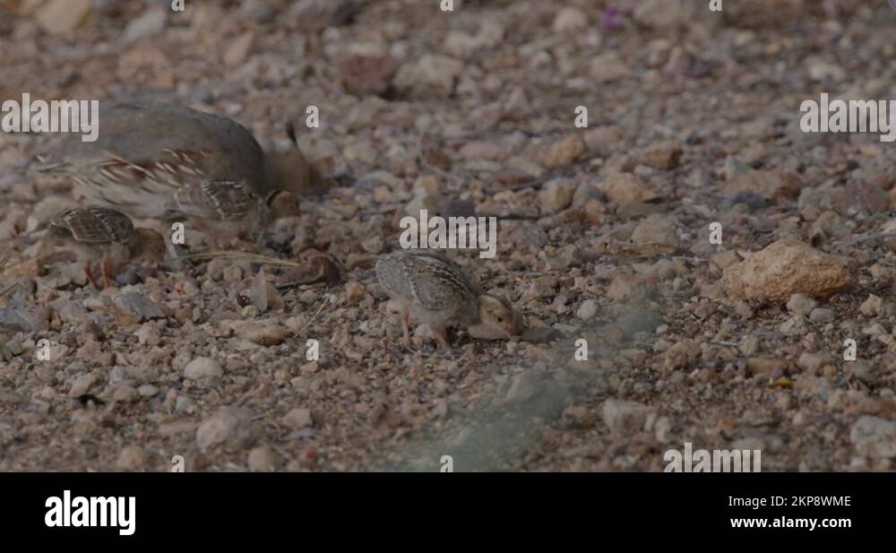 Brood hen Stock Videos & Footage - HD and 4K Video Clips - Alamy