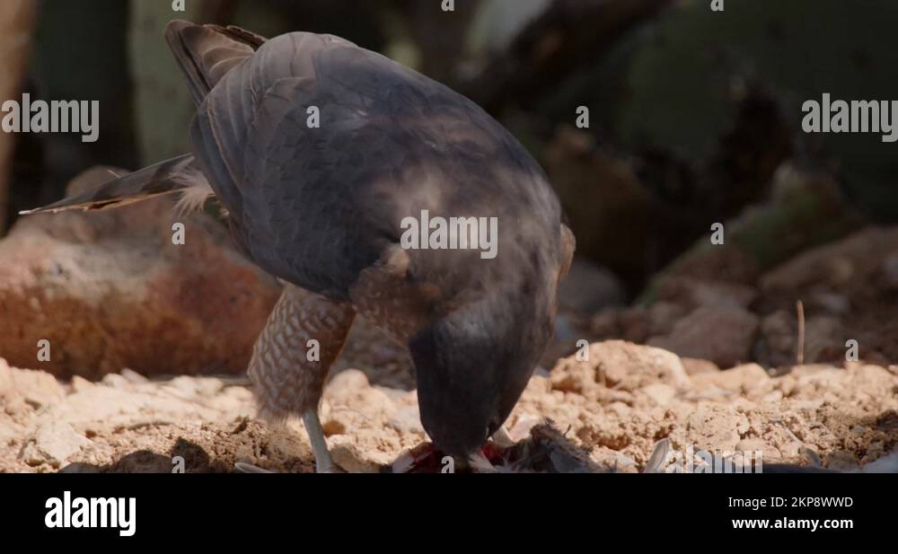 Raptor predator Stock Videos & Footage - HD and 4K Video Clips - Alamy