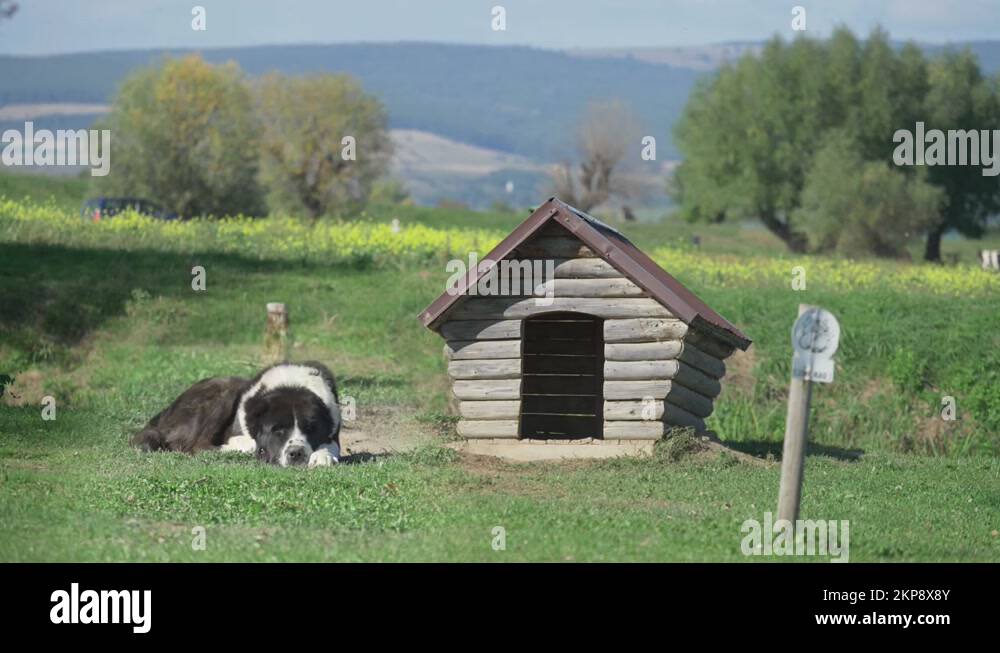 Sleeping guard Stock Videos & Footage - HD and 4K Video Clips - Alamy