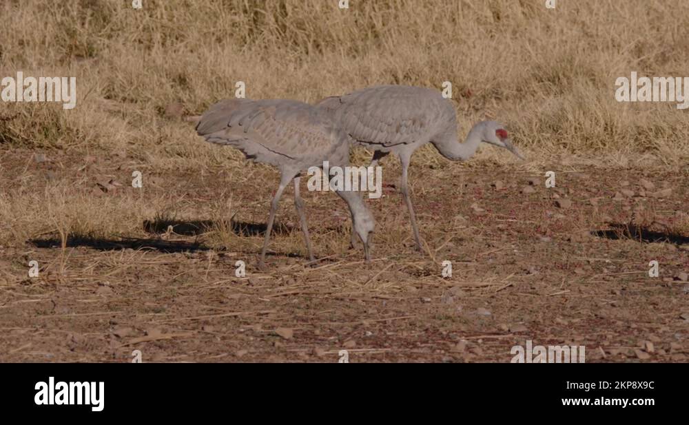 Foraging and feeding Stock Videos & Footage - HD and 4K Video Clips - Alamy