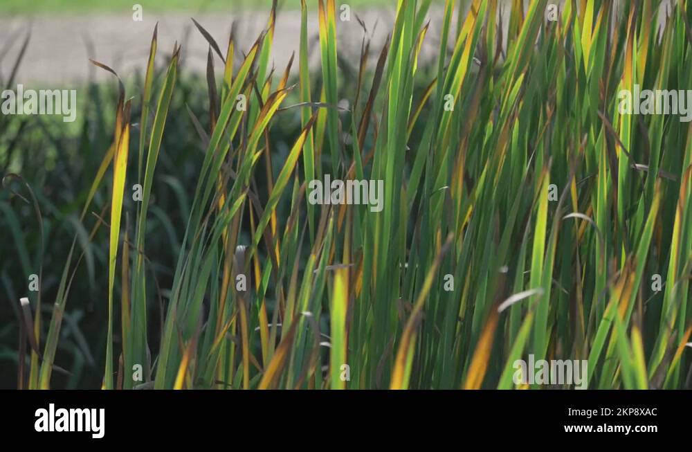 Cattail bulrush plant (Typha latifolia) long green leaves weaving in ...