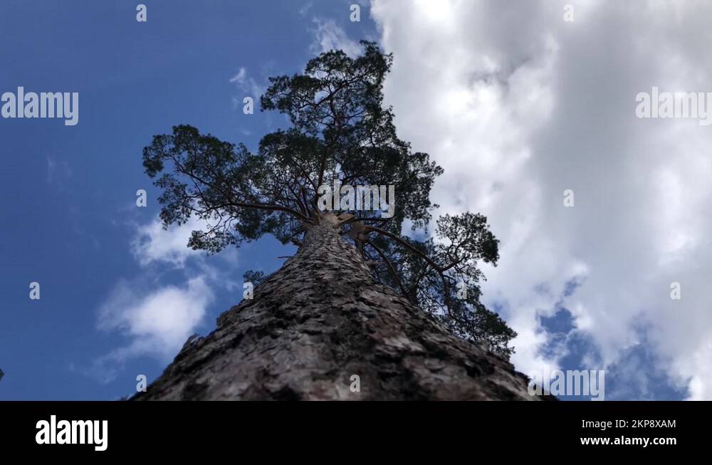 Ground level perspective tree Stock Videos & Footage - HD and 4K Video ...