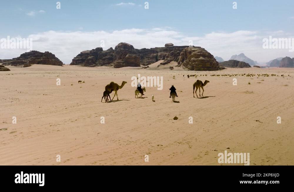Camel dog Stock Videos & Footage - HD and 4K Video Clips - Alamy