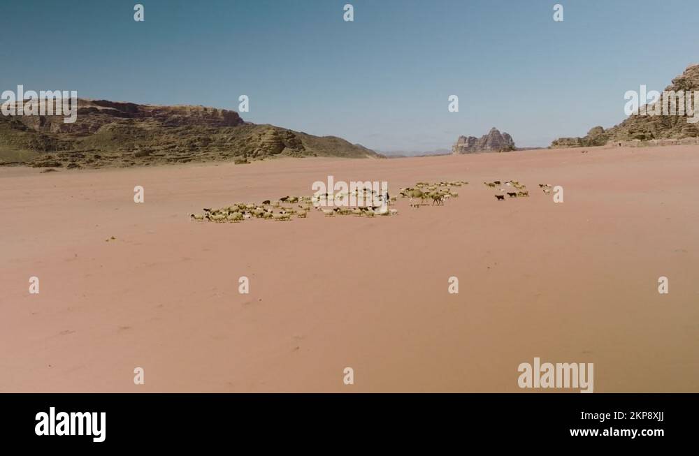 Nomad camel Stock Videos & Footage - HD and 4K Video Clips - Alamy