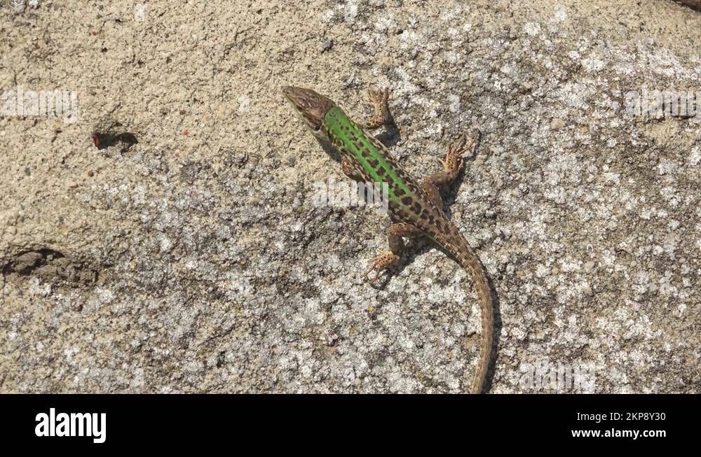 Adult male lizard Stock Videos & Footage - HD and 4K Video Clips - Alamy