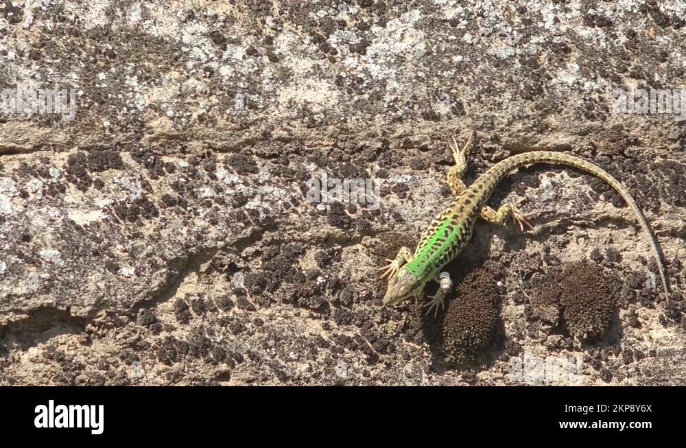 Agile lizard Stock Videos & Footage - HD and 4K Video Clips - Alamy