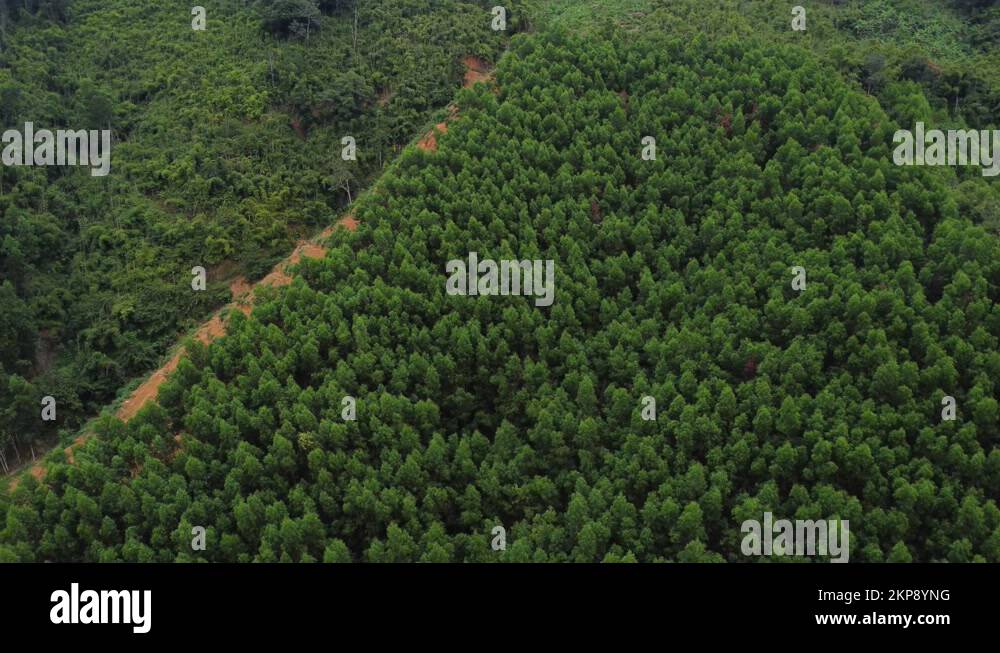 Tropical deforestation aerial Stock Videos & Footage - HD and 4K Video ...