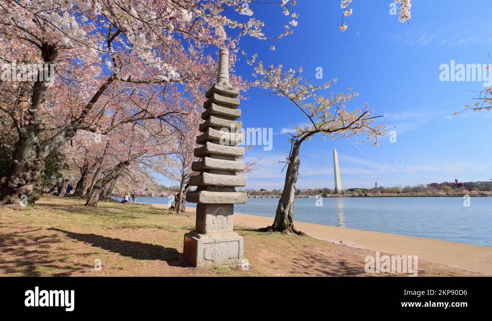 Tidal basin cherry tree Stock Videos & Footage - HD and 4K Video Clips ...