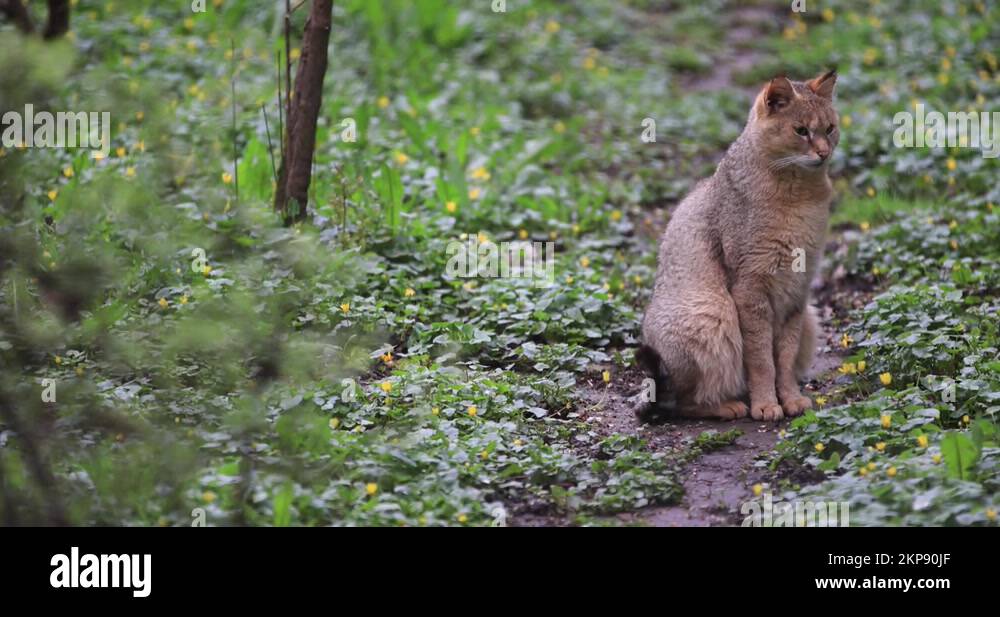 Cat swamp Stock Videos & Footage - HD and 4K Video Clips - Alamy