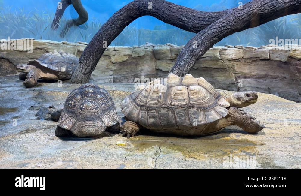 Two big turtles in a zoo throught glass Stock Video Footage - Alamy