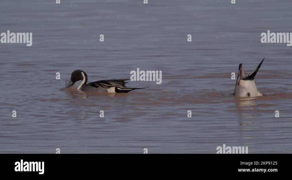 Drake pintail duck Stock Videos & Footage - HD and 4K Video Clips - Alamy