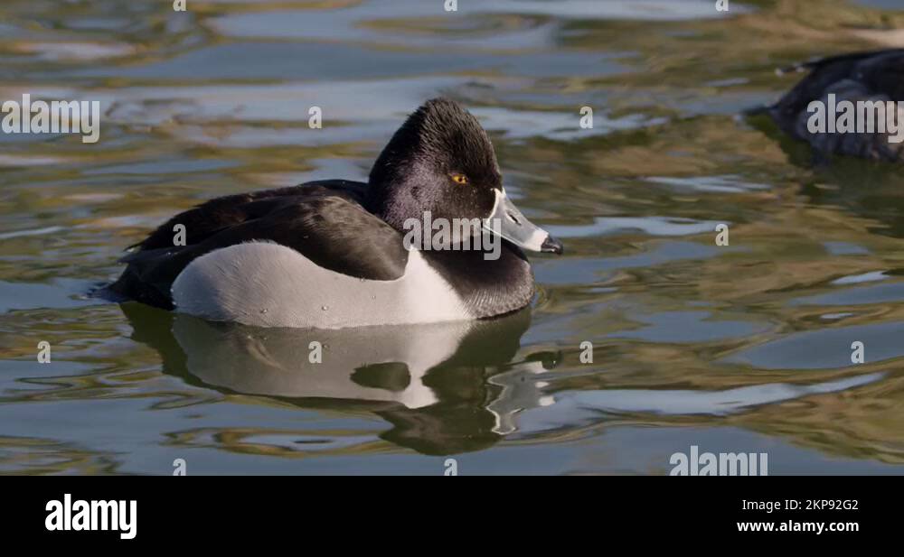 Handsome drake duck Stock Videos & Footage - HD and 4K Video Clips - Alamy