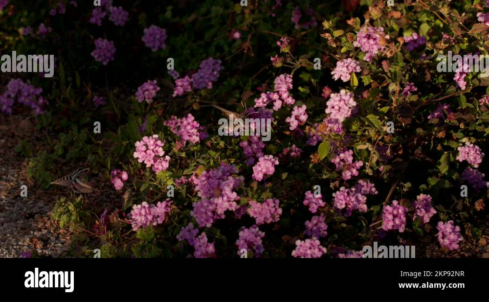 Pollinating moths Stock Videos & Footage - HD and 4K Video Clips - Alamy