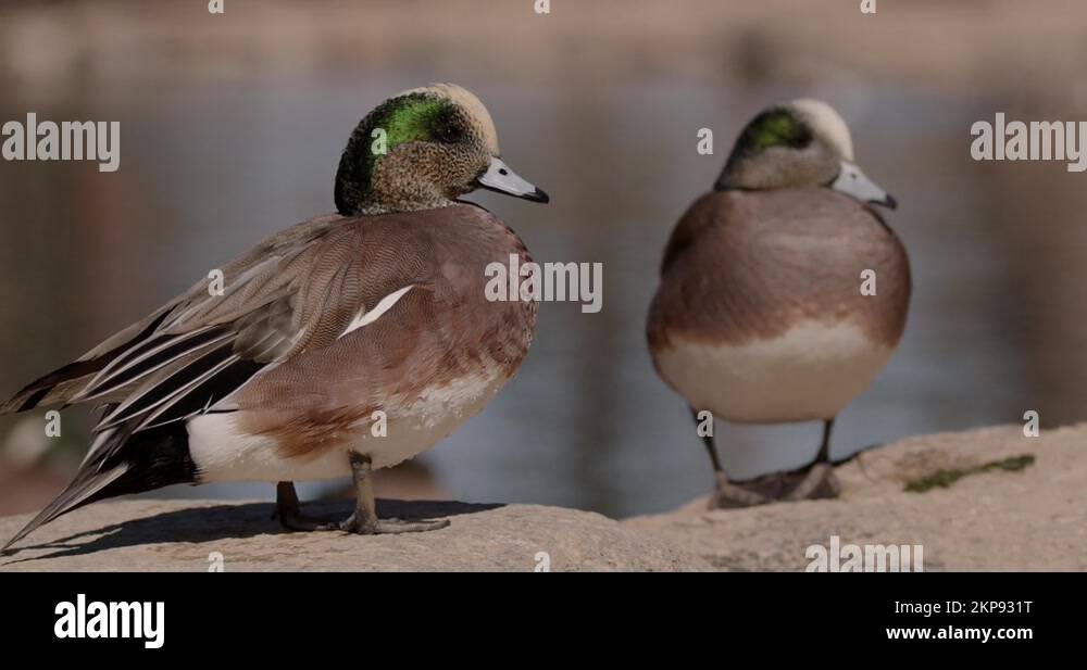 American Wigeon or Baldpate Duck Drake and Hen aka Male and Female ...