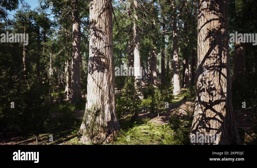 The giant mountains national park Stock Videos & Footage - HD and 4K ...
