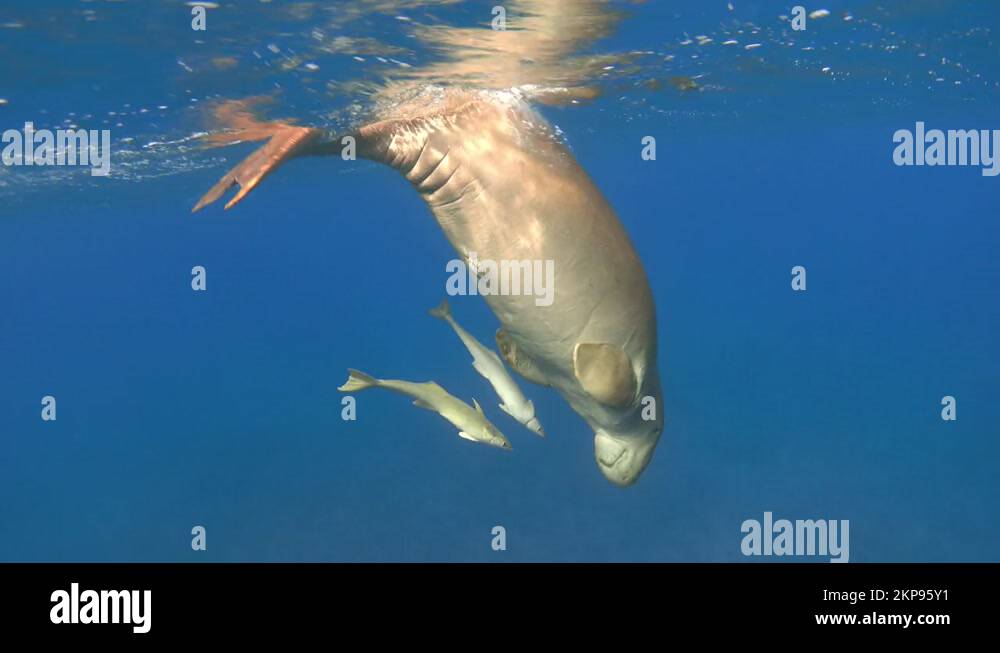 Red sea saudi diving Stock Videos & Footage - HD and 4K Video Clips - Alamy
