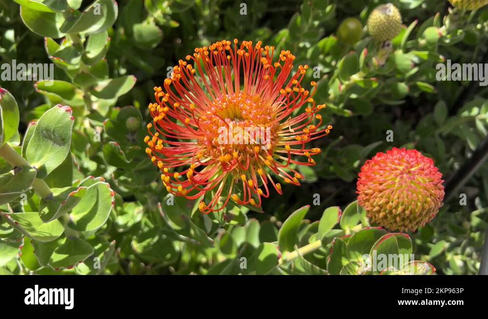 Protea pin cushion Stock Videos & Footage - HD and 4K Video Clips - Alamy