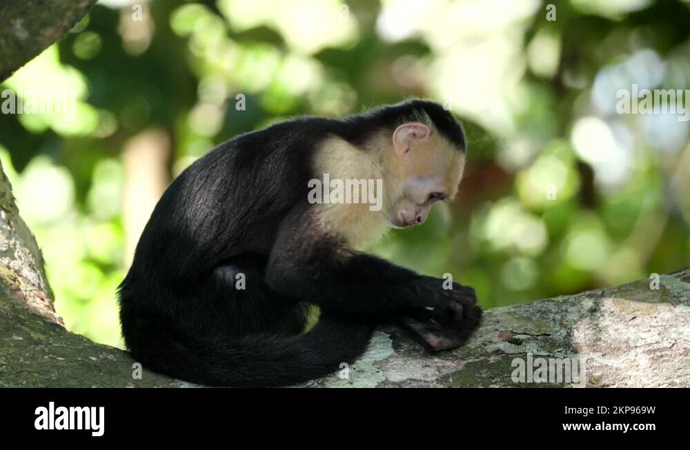 side view of a capuchin monkey at manuel antonio in costa rica Stock ...