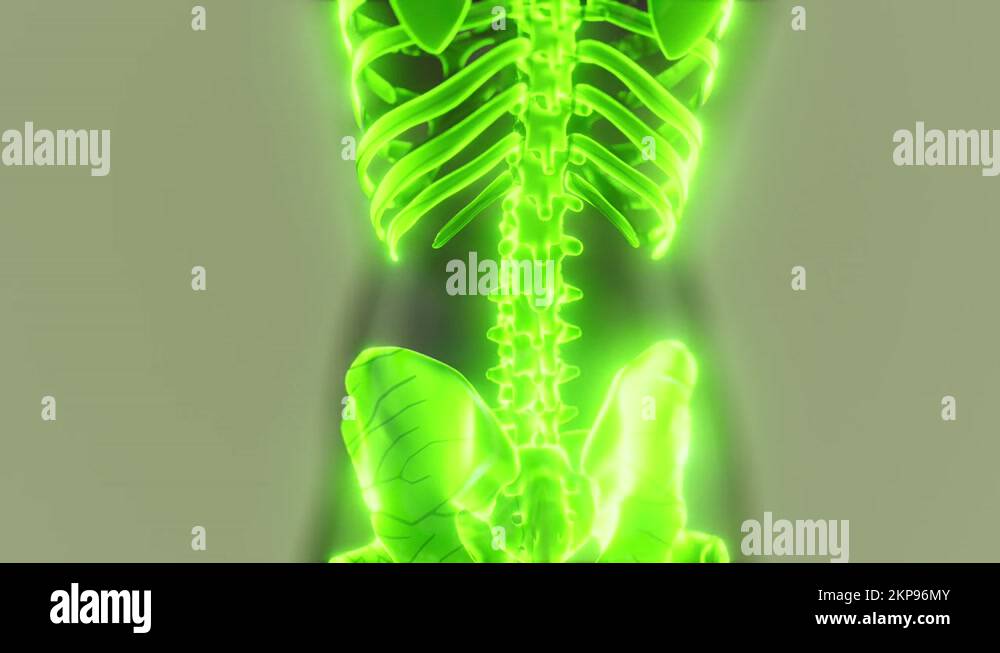 transparent human body with visible skeletal bones Stock Video Footage ...