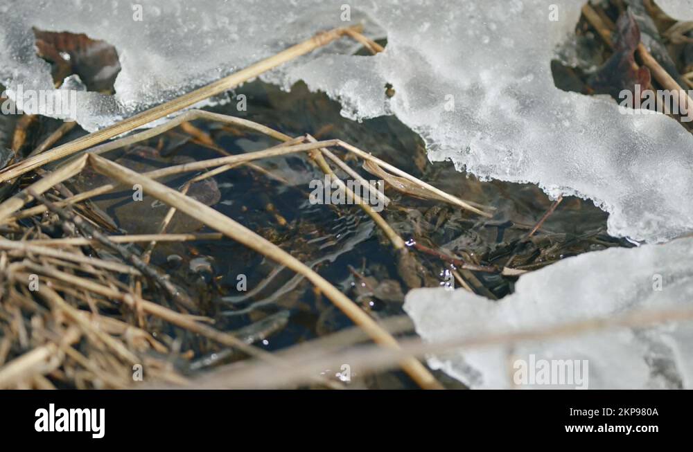 Beautiful nature scene with ice and creek water on spring day. Ice is ...