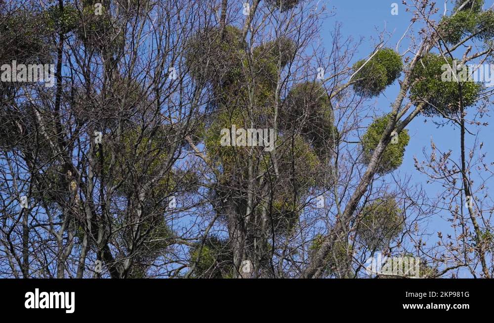 Parasitic plant growing on trees Stock Videos & Footage - HD and 4K ...