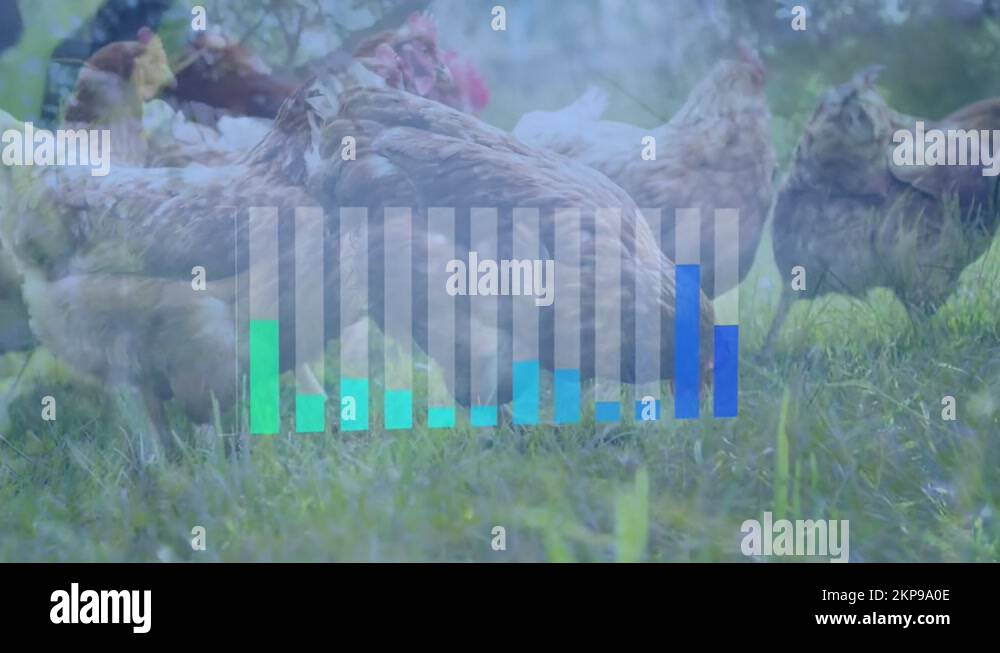 Chicken chart Stock Videos & Footage - HD and 4K Video Clips - Alamy