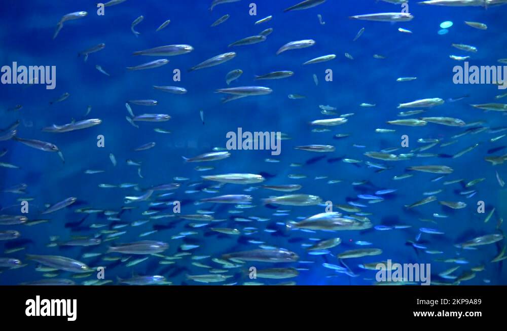 School of Sardines, Japanese pilchard and anchovy, swimming all ...