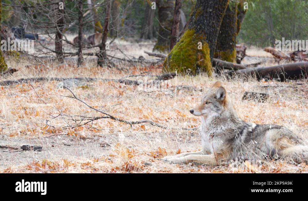 Wild wolf animal, coyote or coywolf, Yosemite forest wildlife ...