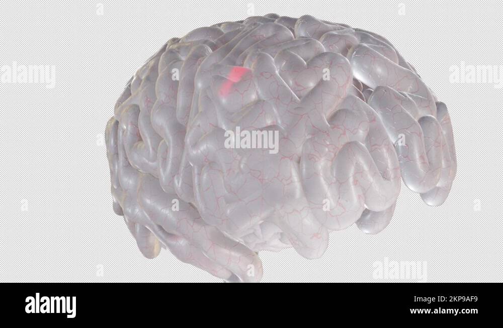 Internal anatomy of the brain Stock Videos & Footage - HD and 4K Video ...