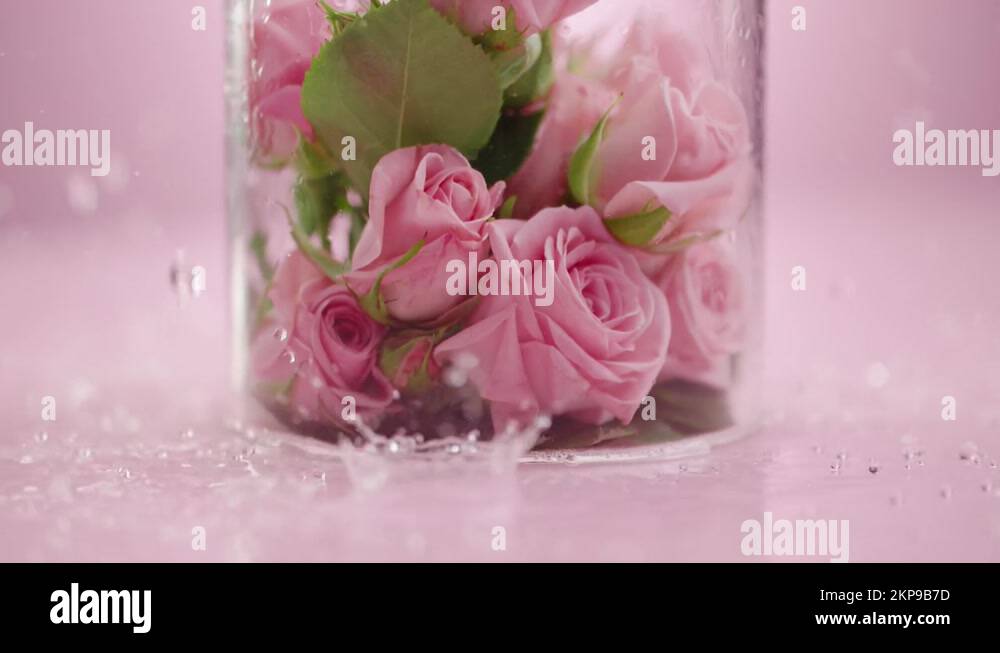Blooming pink roses inside a transparent glass vase on the surface of ...