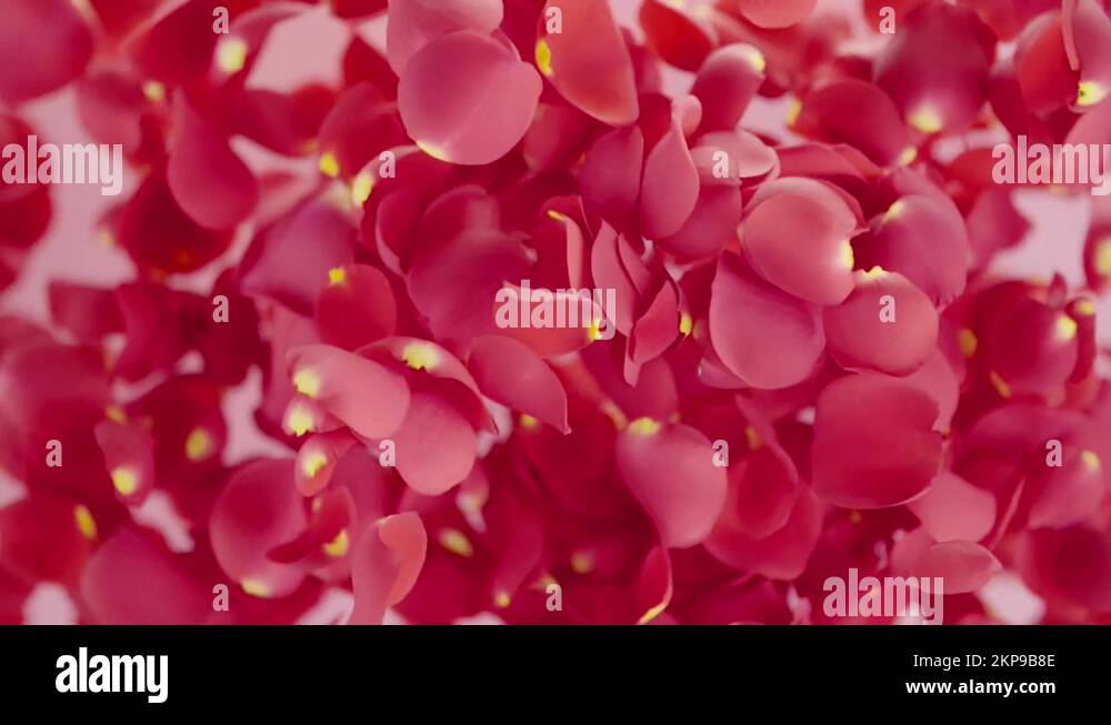 Explosion of petals Stock Videos & Footage - HD and 4K Video Clips - Alamy