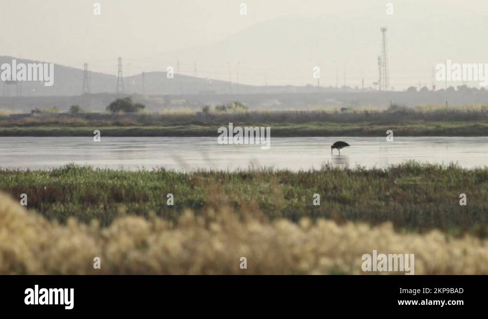 Bird fishing Stock Videos & Footage - HD and 4K Video Clips - Alamy