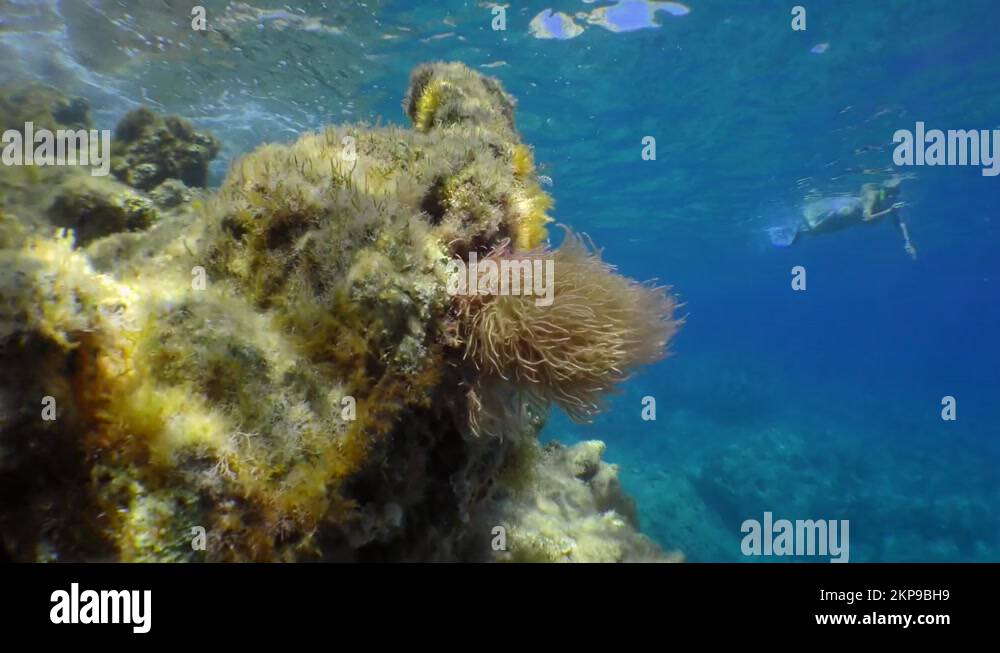 A tidal wave sways seaweed on an underwater rock, bottom view Stock ...