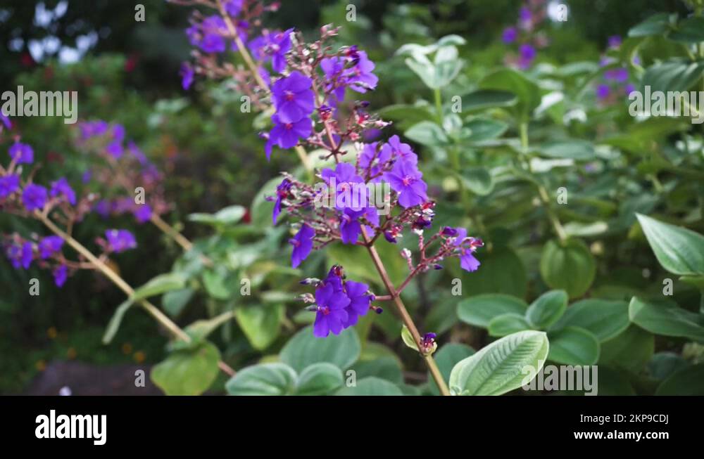 Rich purple color Stock Videos & Footage - HD and 4K Video Clips - Alamy