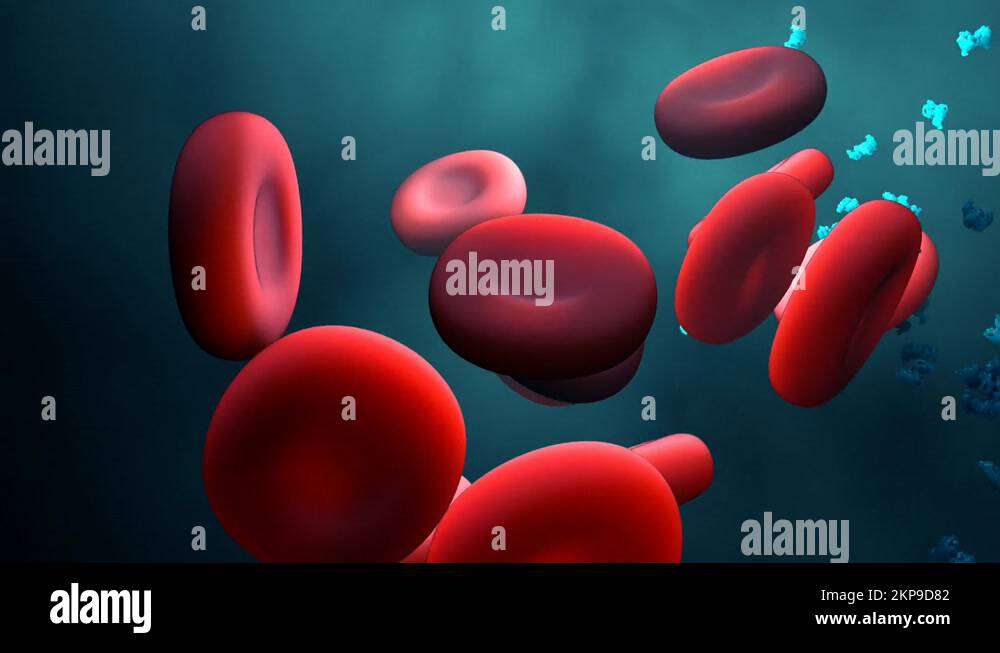 Red blood cells normal Stock Videos & Footage - HD and 4K Video Clips ...