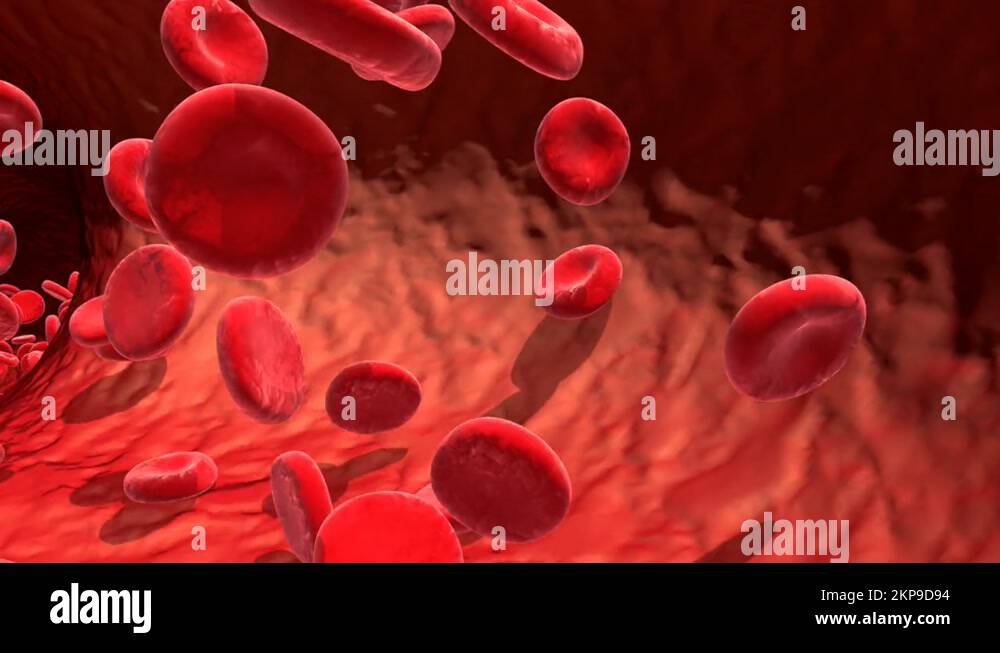 Red blood cells in a blood vessel, animation Stock Video Footage - Alamy