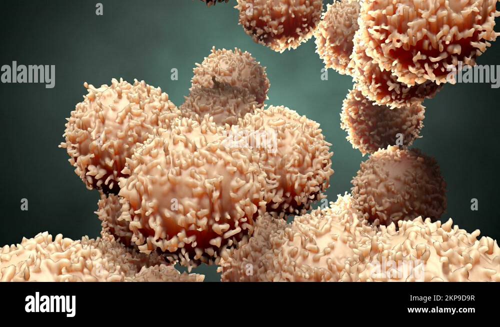 Lymphocytes Stock Videos & Footage - HD and 4K Video Clips - Alamy