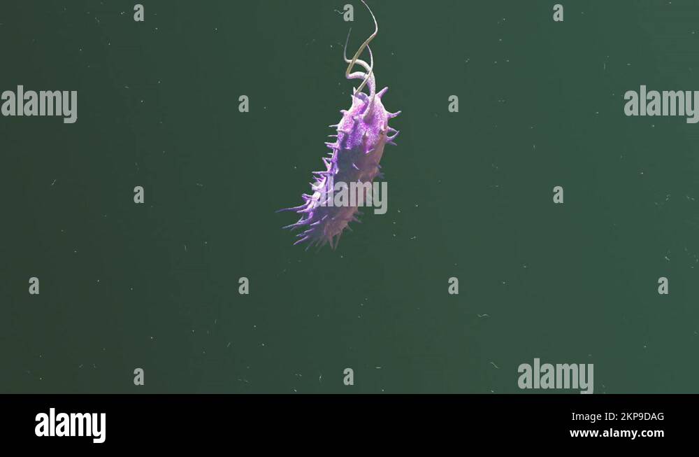 Bacterium flagella Stock Videos & Footage - HD and 4K Video Clips - Alamy