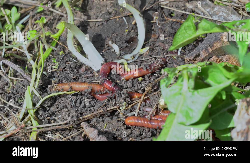Green damp grass Stock Videos & Footage - HD and 4K Video Clips - Alamy