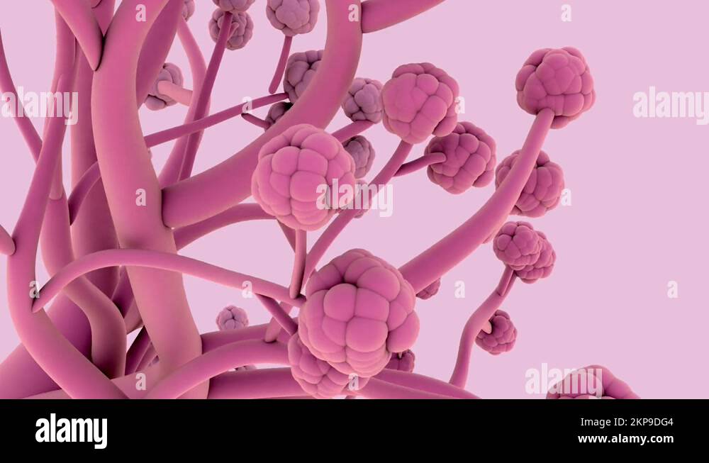 Lung alveoli Stock Videos & Footage - HD and 4K Video Clips - Alamy