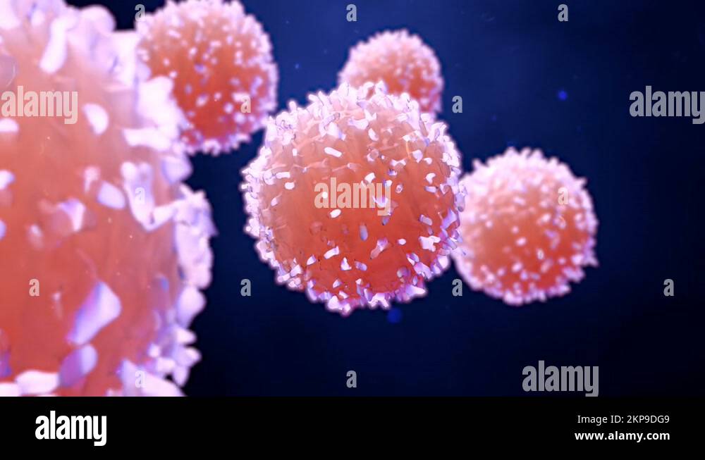 White blood cells, animation Stock Video Footage - Alamy