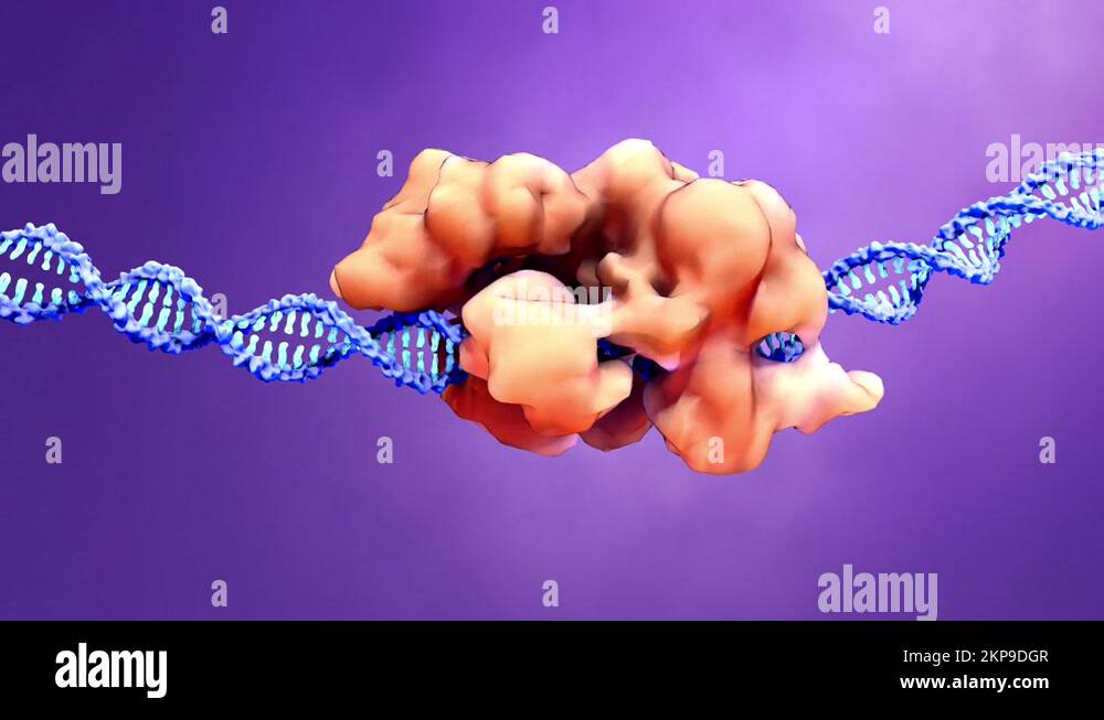 Crispr cas Stock Videos & Footage - HD and 4K Video Clips - Alamy