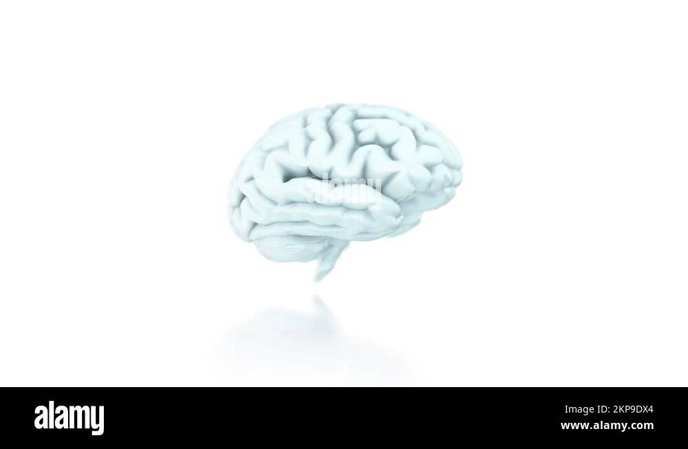 Human brain model rotating Stock Video Footage - Alamy
