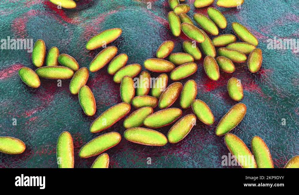 Yersinia plague bacteria, animation Stock Video Footage - Alamy