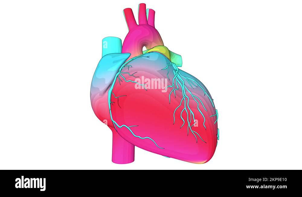 Human heart beating, animation Stock Video Footage - Alamy