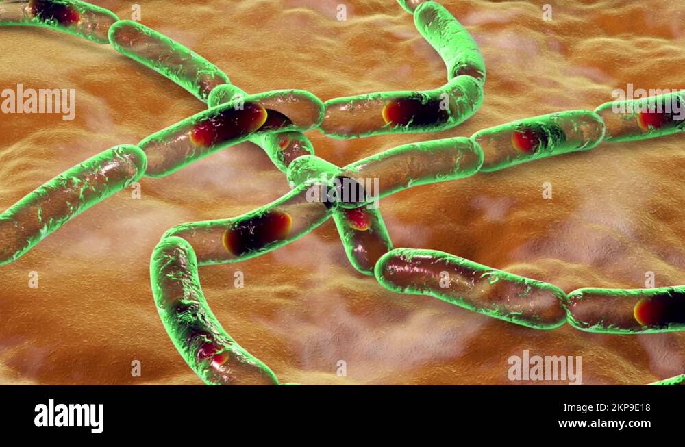 Anthrax bacteria Stock Videos & Footage - HD and 4K Video Clips - Alamy
