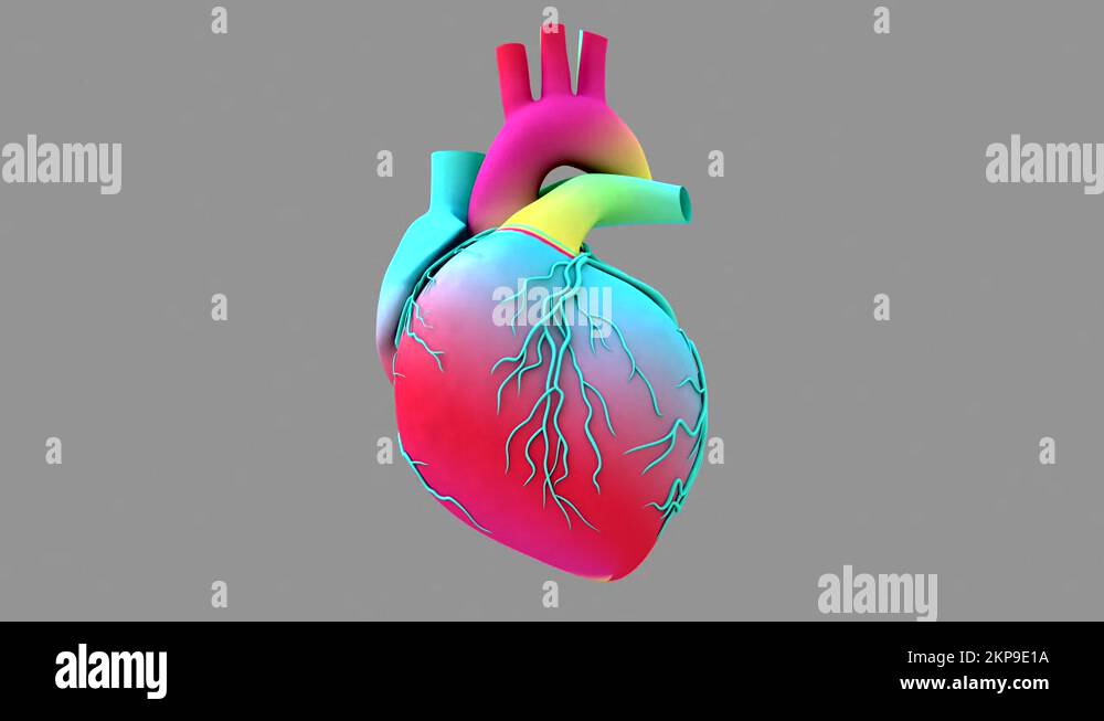 Human heart beating, animation Stock Video Footage - Alamy